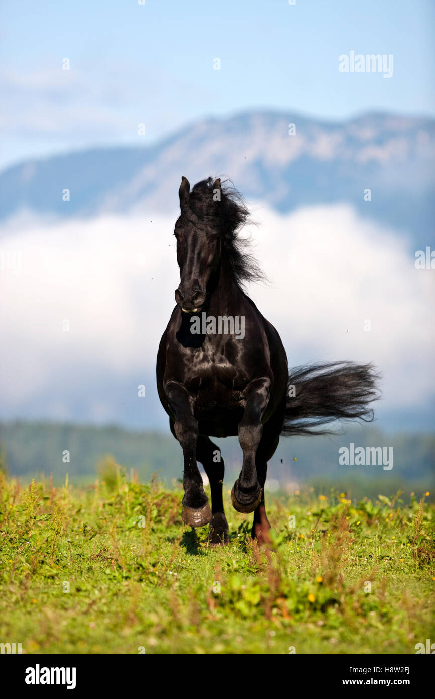 Friesian horse galloping meadow hi-res stock photography and images - Alamy