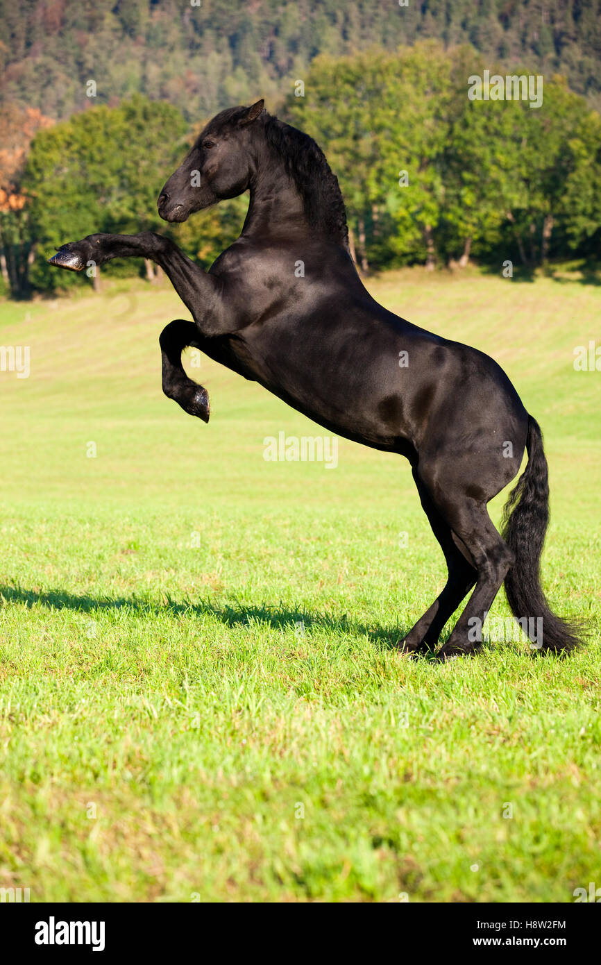 Horse Hind Legs Hi res Stock Photography And Images Alamy Horse Hind Legs Hi res Stock Photography And Images Alamy