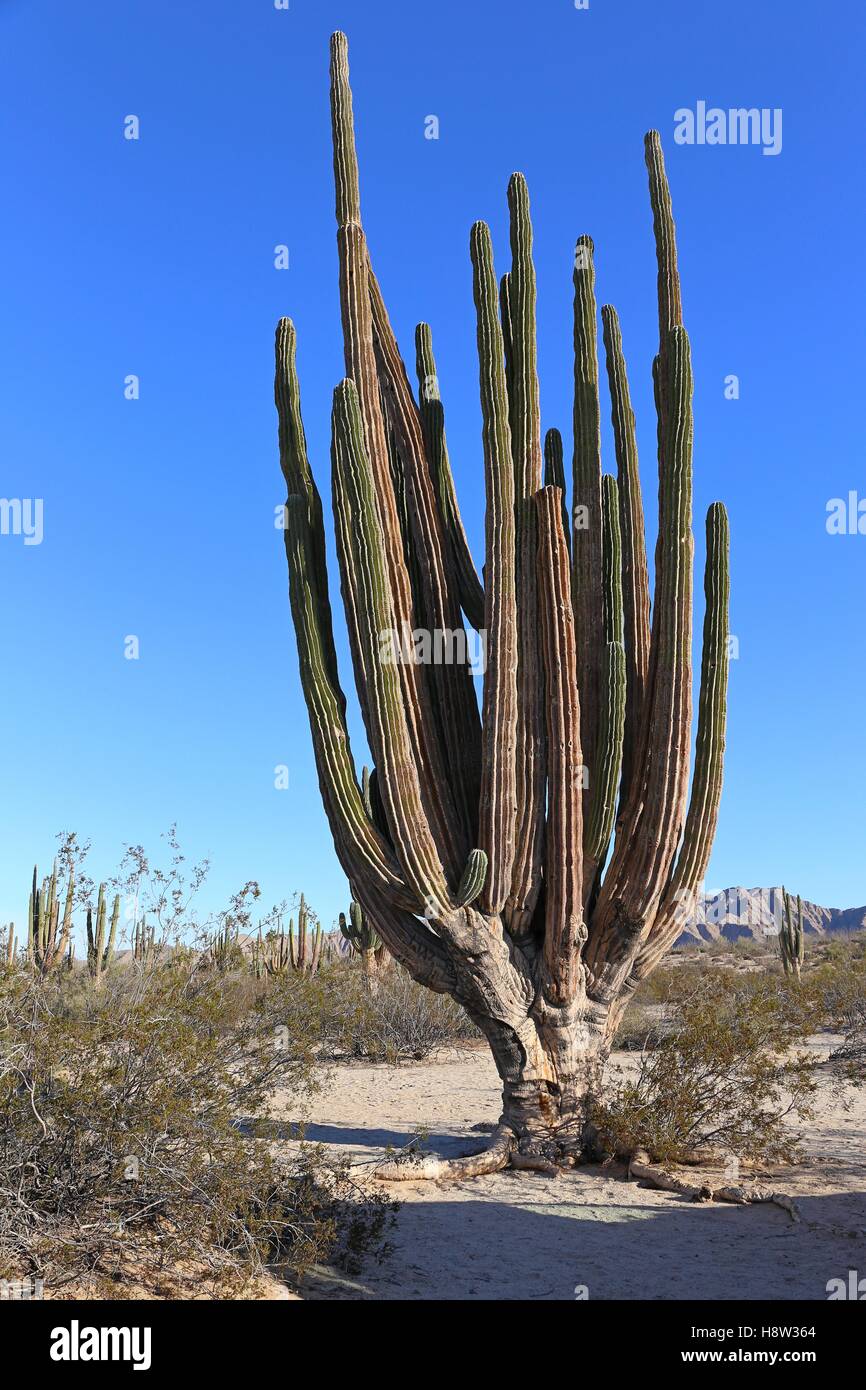 Mexican giant cardon cactus hi-res stock photography and images - Alamy