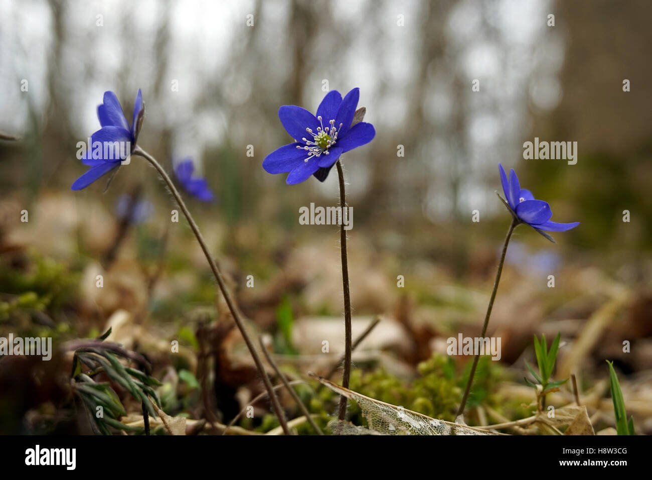 The blue anemone. Anemone hepatica is a herbaceous perennial growing ...