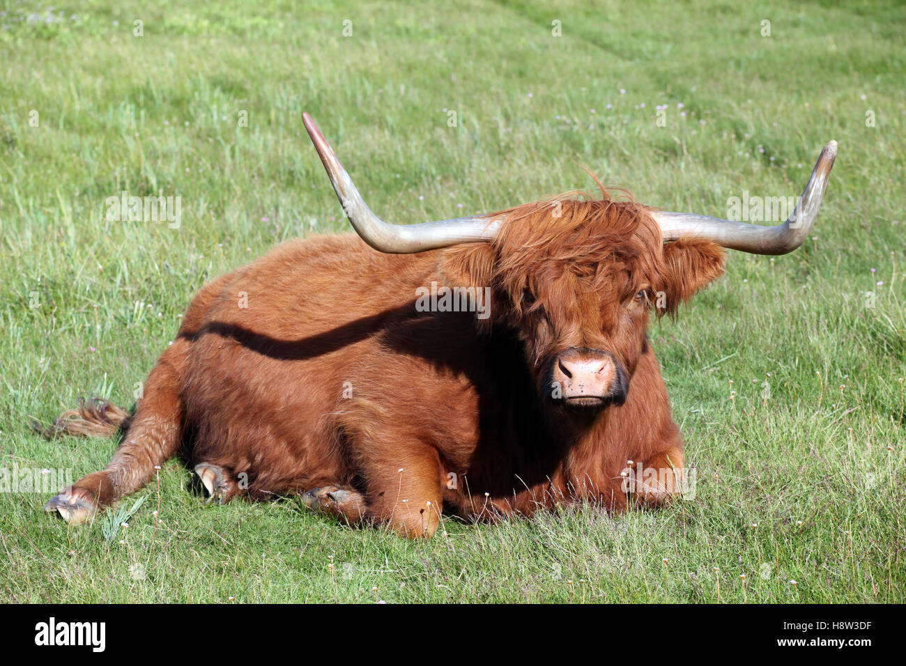 Cows horn horns hi-res stock photography and images - Alamy