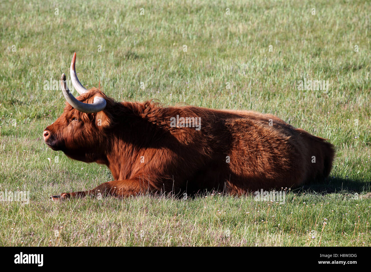 Cows horn horns hi-res stock photography and images - Alamy