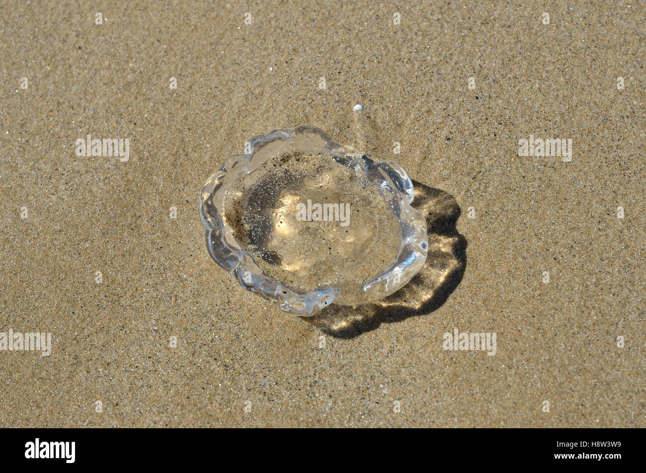 Fish blubber hi-res stock photography and images - Alamy