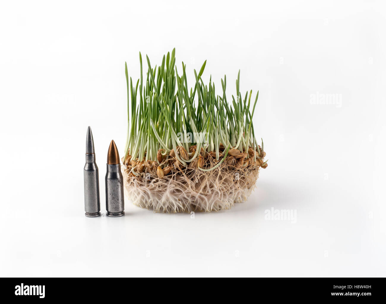 Green grass and bullets on a white background Stock Photo - Alamy