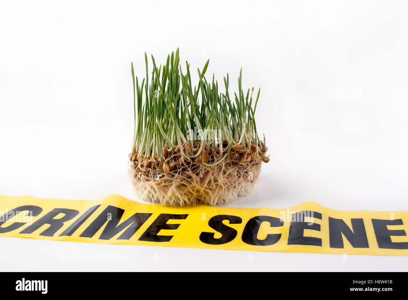 Green grass on a white background. Crime Scene Stock Photo - Alamy