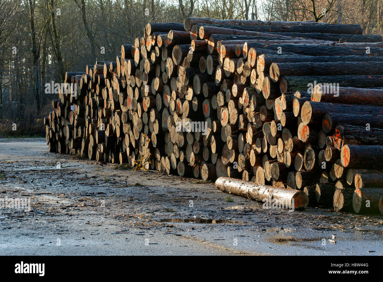 Forestry canada felling hi-res stock photography and images - Alamy