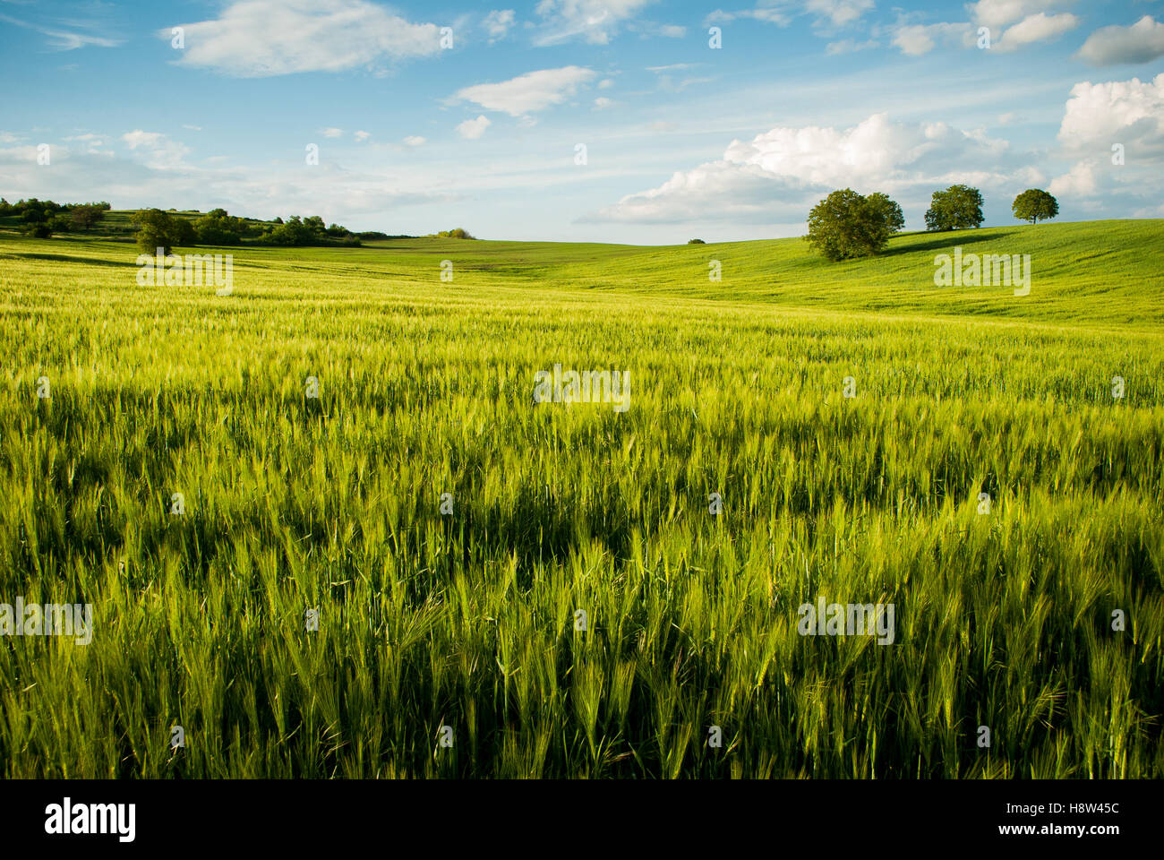 Rye grass hi-res stock photography and images - Alamy
