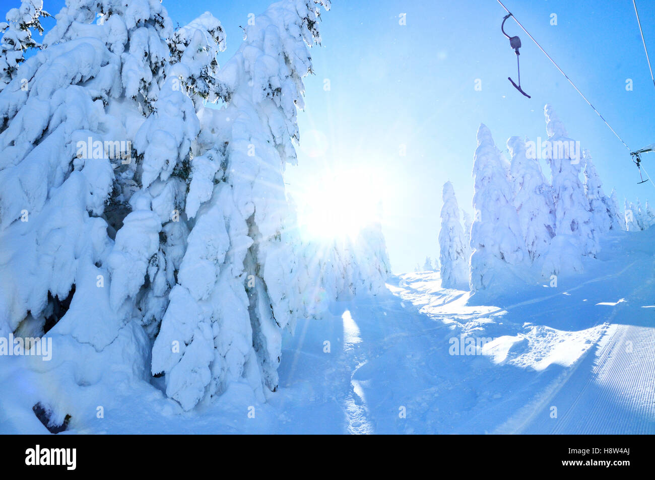 rising sun above snowed spruce with ski lift Stock Photo - Alamy