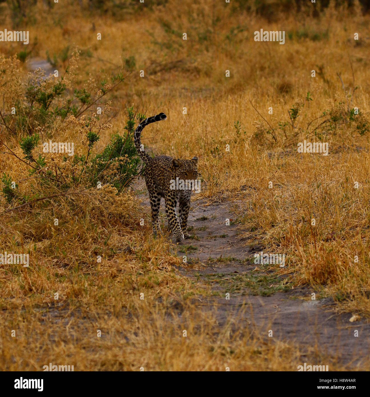 Beautiful young leopard on the hunt in Africa's grassland savanna. Seen ...