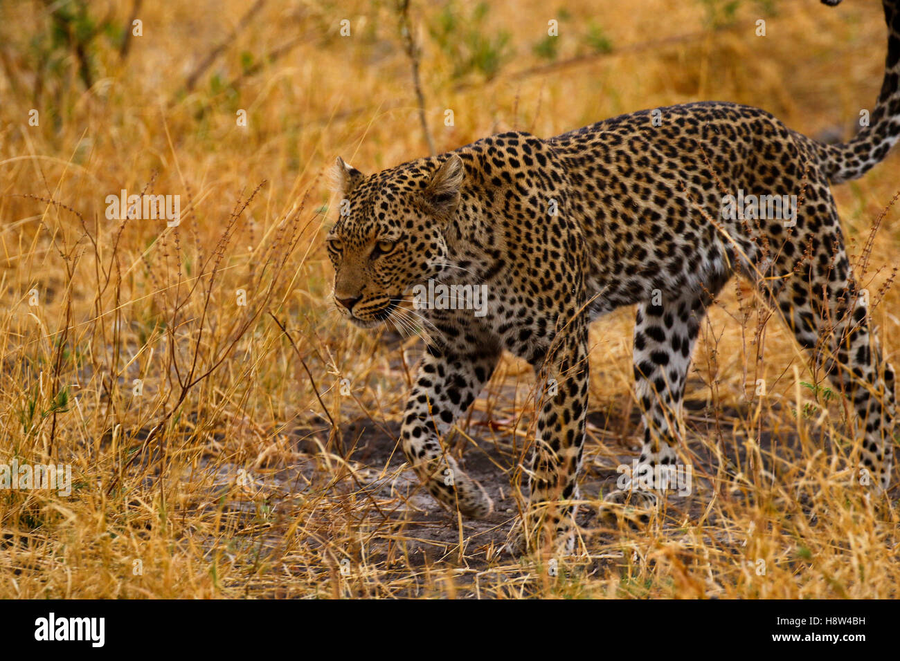 Beautiful young leopard on the hunt in Africa's grassland savanna. Seen ...
