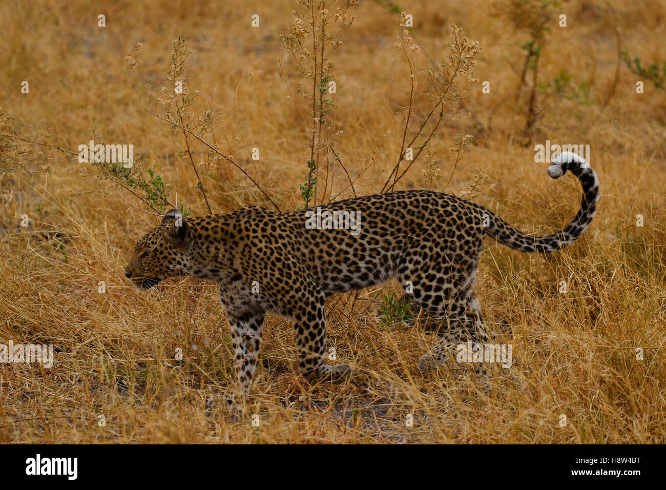 Beautiful young leopard on the hunt in Africa's grassland savanna. Seen ...