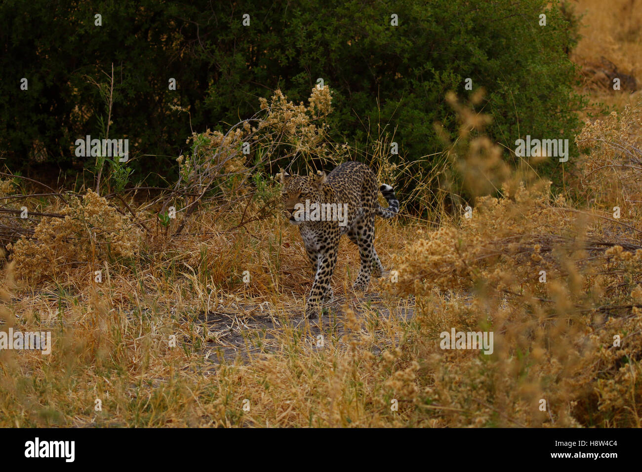 Beautiful young leopard on the hunt in Africa's grassland savanna. Seen ...