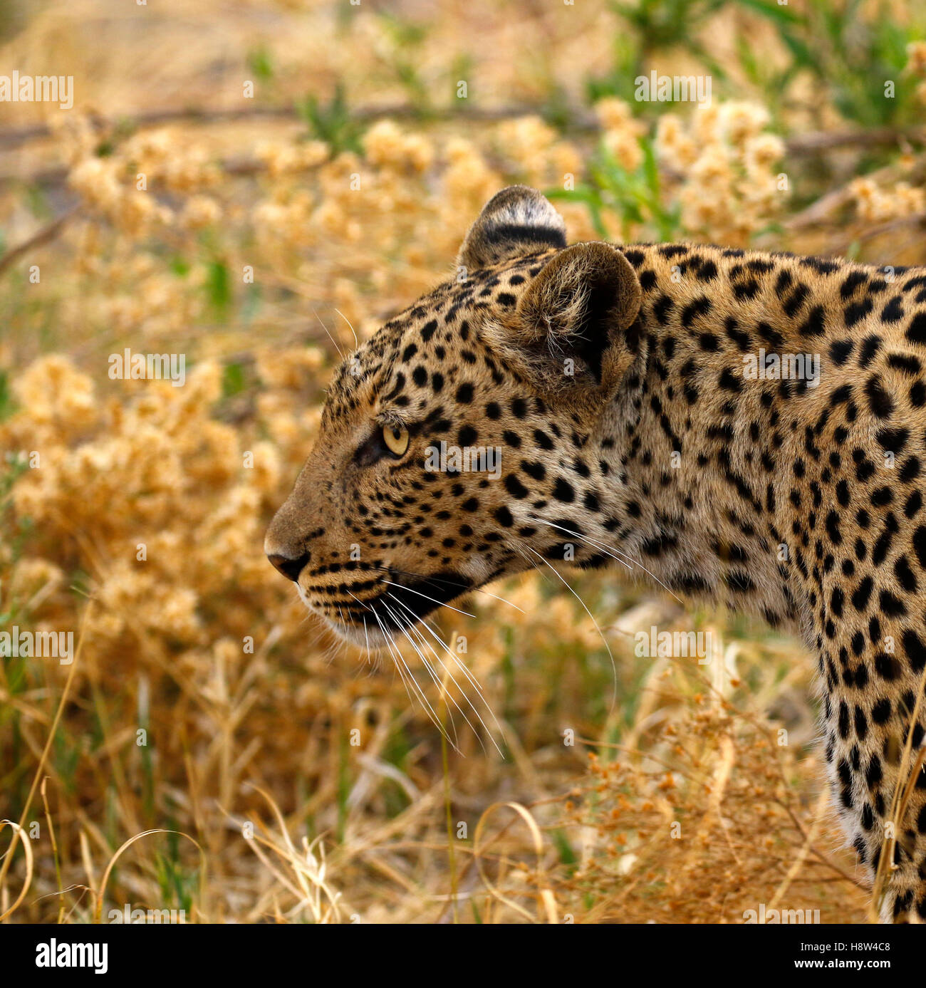 Beautiful young leopard on the hunt in Africa's grassland savanna. Seen ...