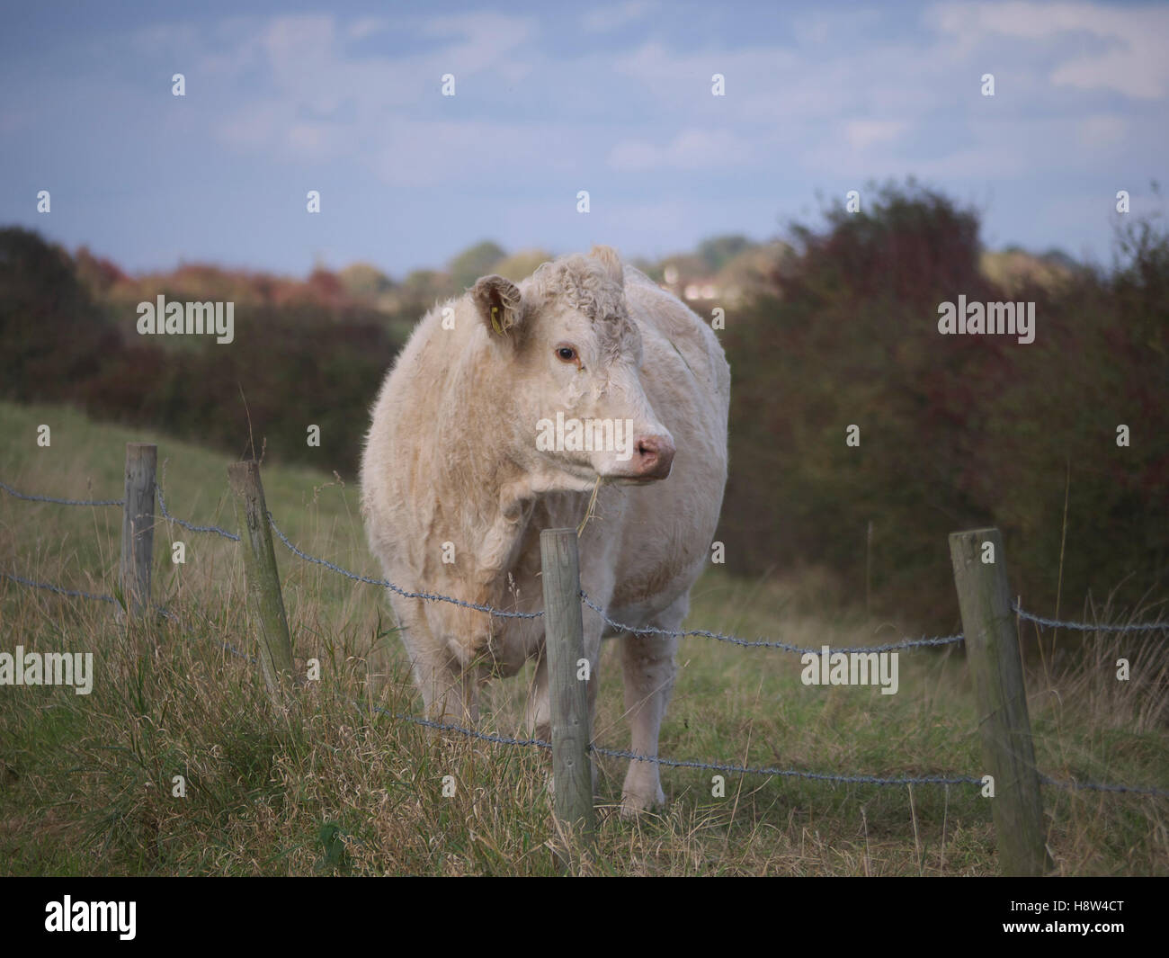 Cow in a LIncolnshire field Stock Photo - Alamy
