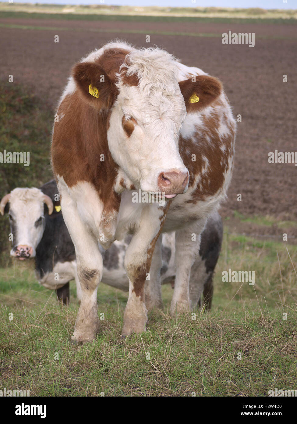 Cows in a Lincolnshire field Stock Photo - Alamy