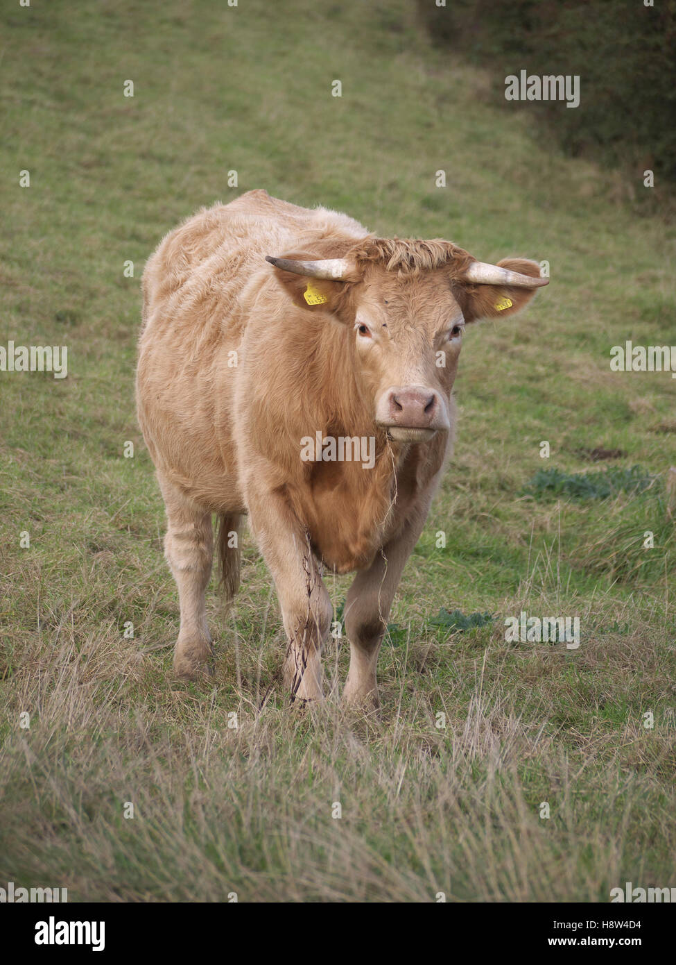 Cow in a LIncolnshire field Stock Photo - Alamy