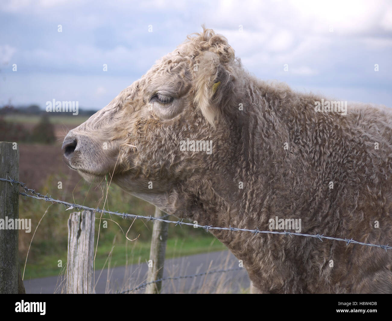 Cow in a Lincolnshire field Stock Photo - Alamy