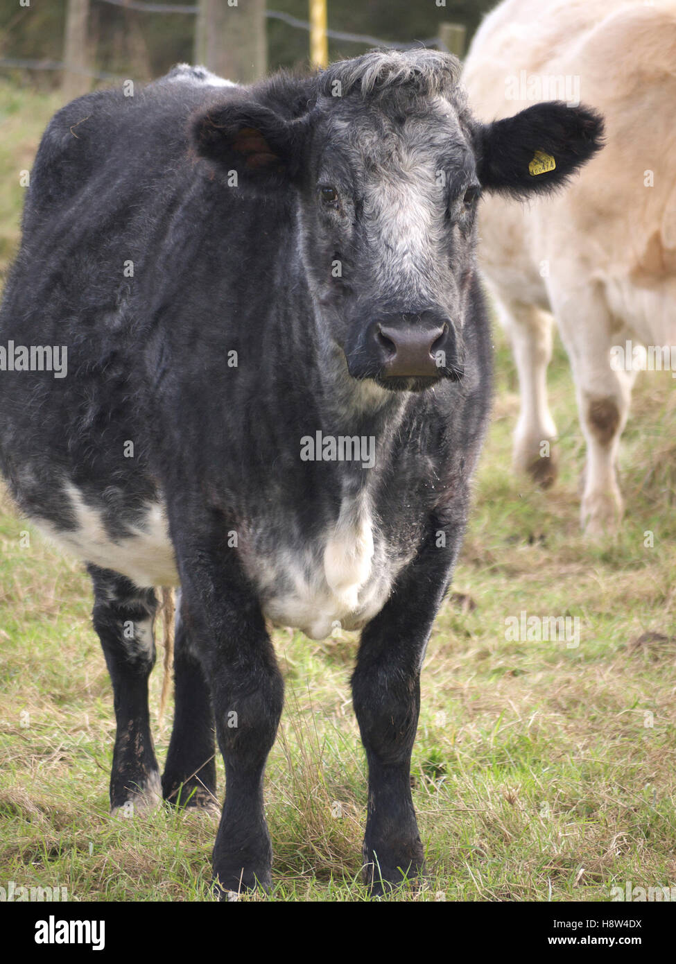 Cow in a LIncolnshire field Stock Photo - Alamy
