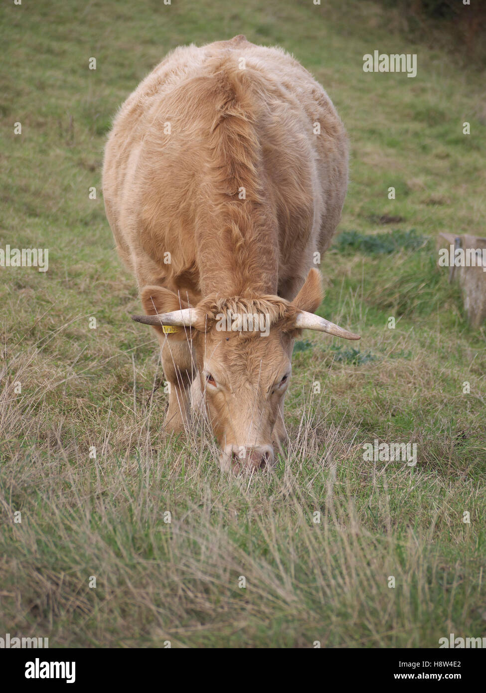 Cow in a Lincolnshire field Stock Photo - Alamy