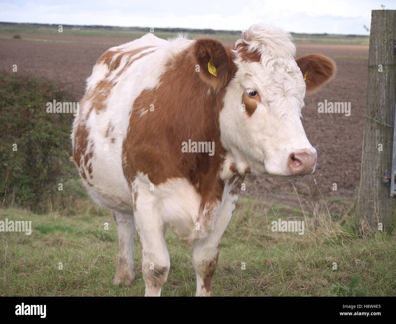 Cow in a Lincolnshire field Stock Photo - Alamy