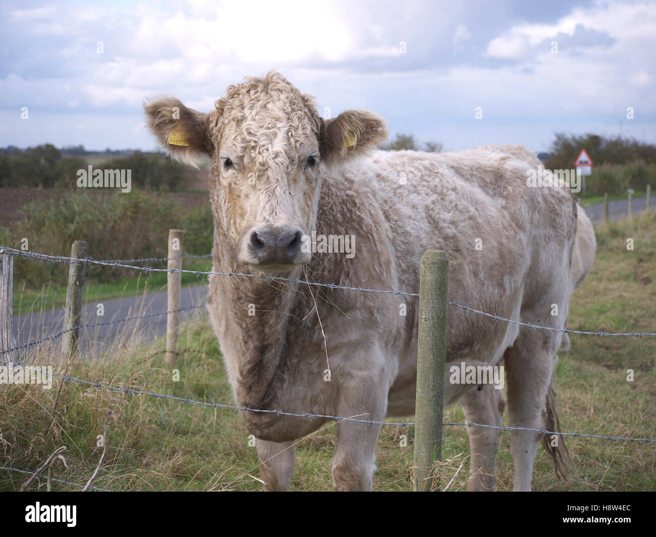 Cow in a Lincolnshire field Stock Photo - Alamy