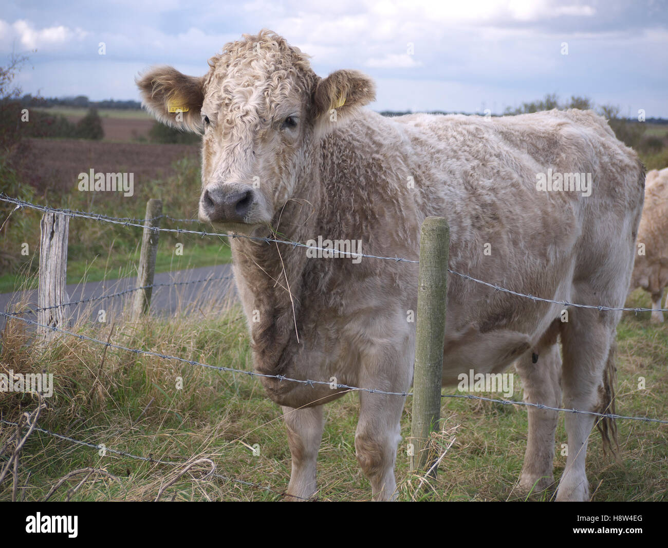 Cow in a Lincolnshire field Stock Photo - Alamy