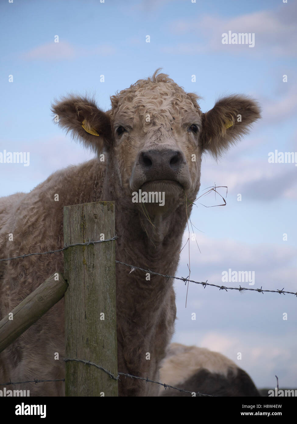 Cow in a Lincolnshire field Stock Photo - Alamy