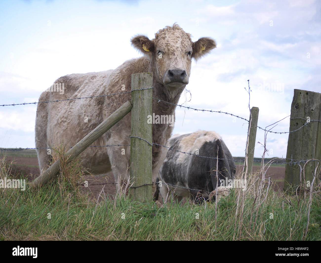 Cattle in a Lincolnshire field Stock Photo - Alamy