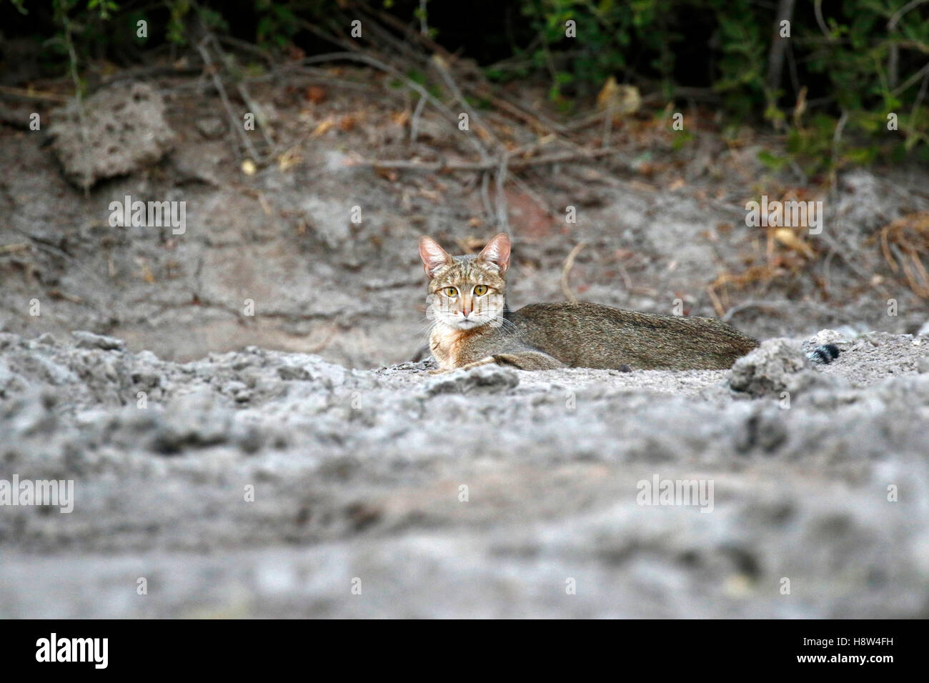 African Wild Cat relaxing under an Acacia bush in the open plains of ...