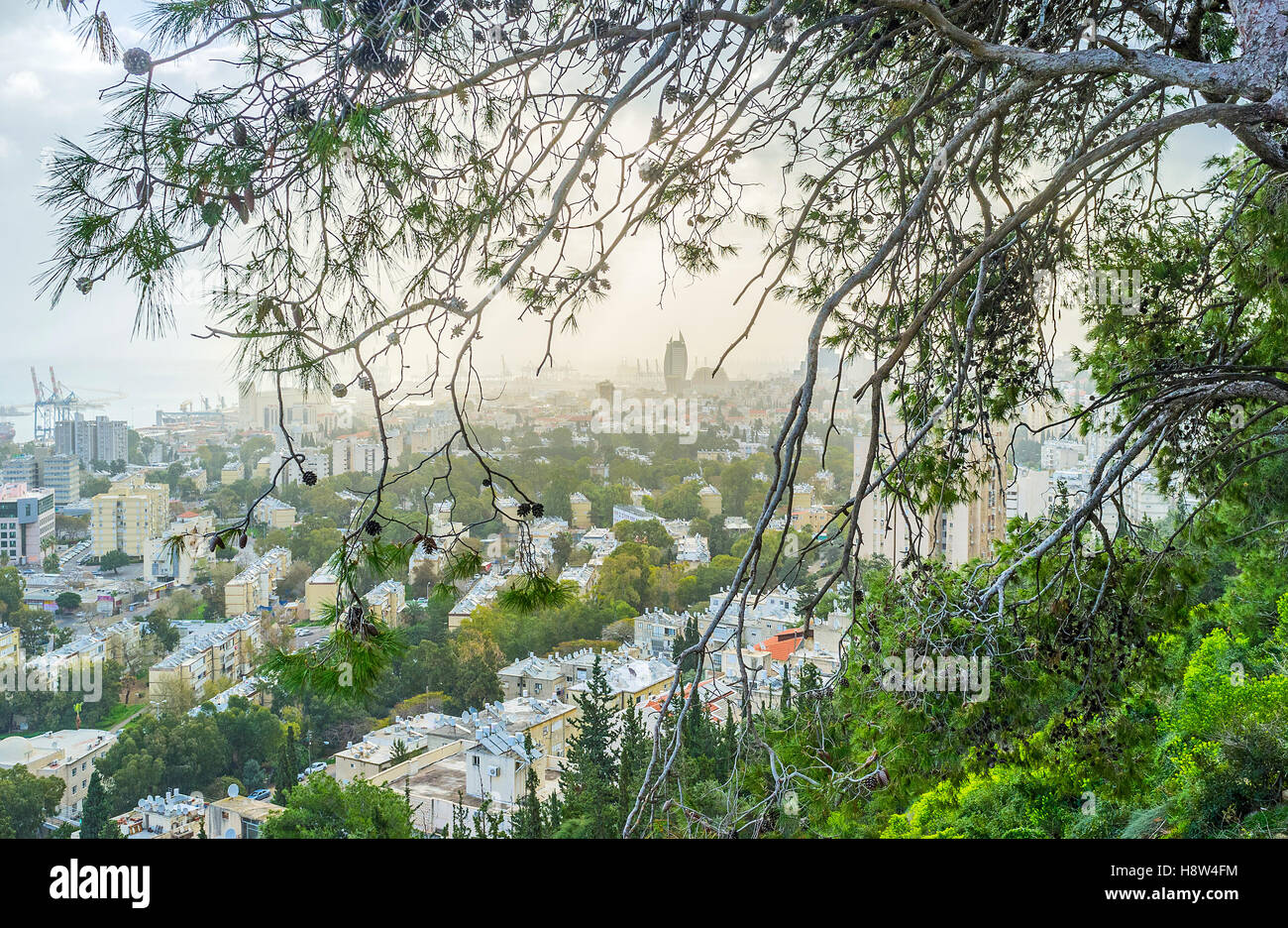 The cityscape of Haifa through the branches of the old pine on the ...