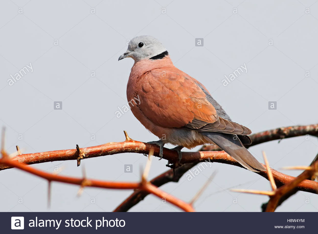 Male And Female Dove Stock Photos & Male And Female Dove Stock Images ...