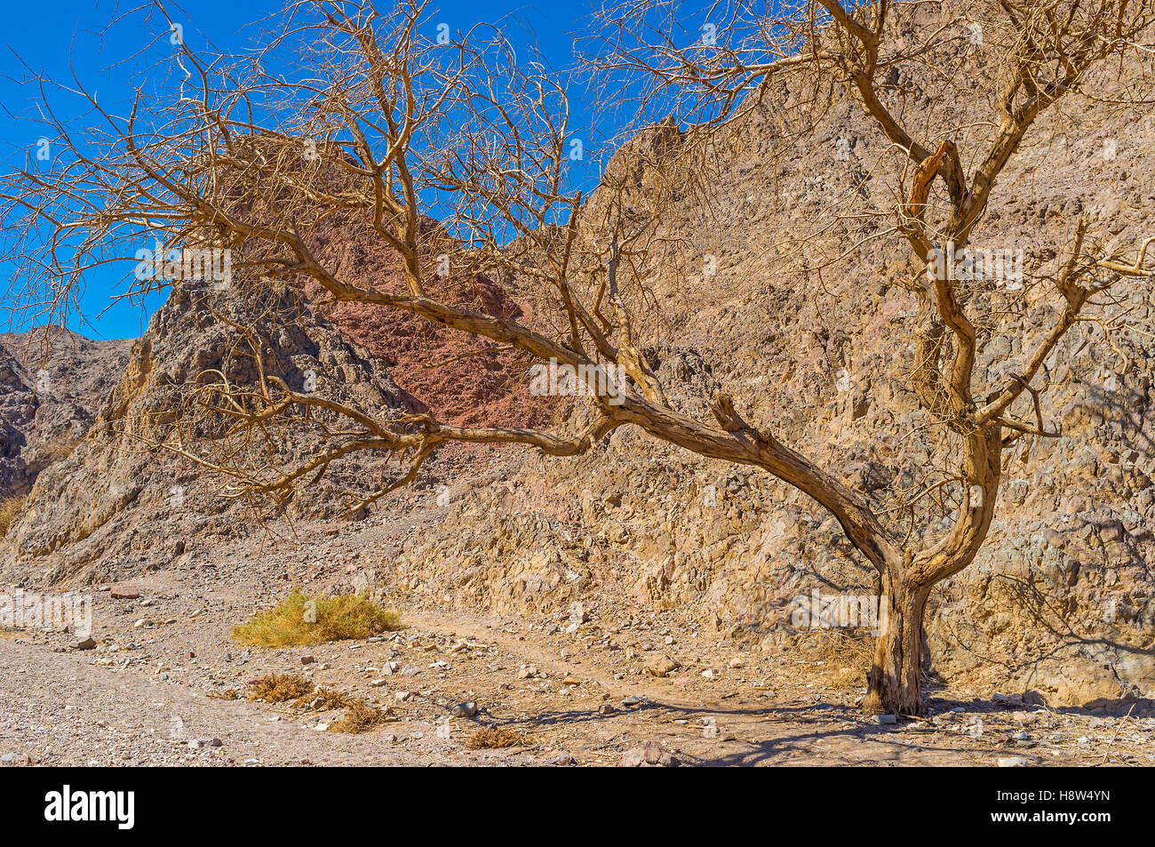 The spreading camel thorn tree in the desert Eilat mountains in Masiv ...
