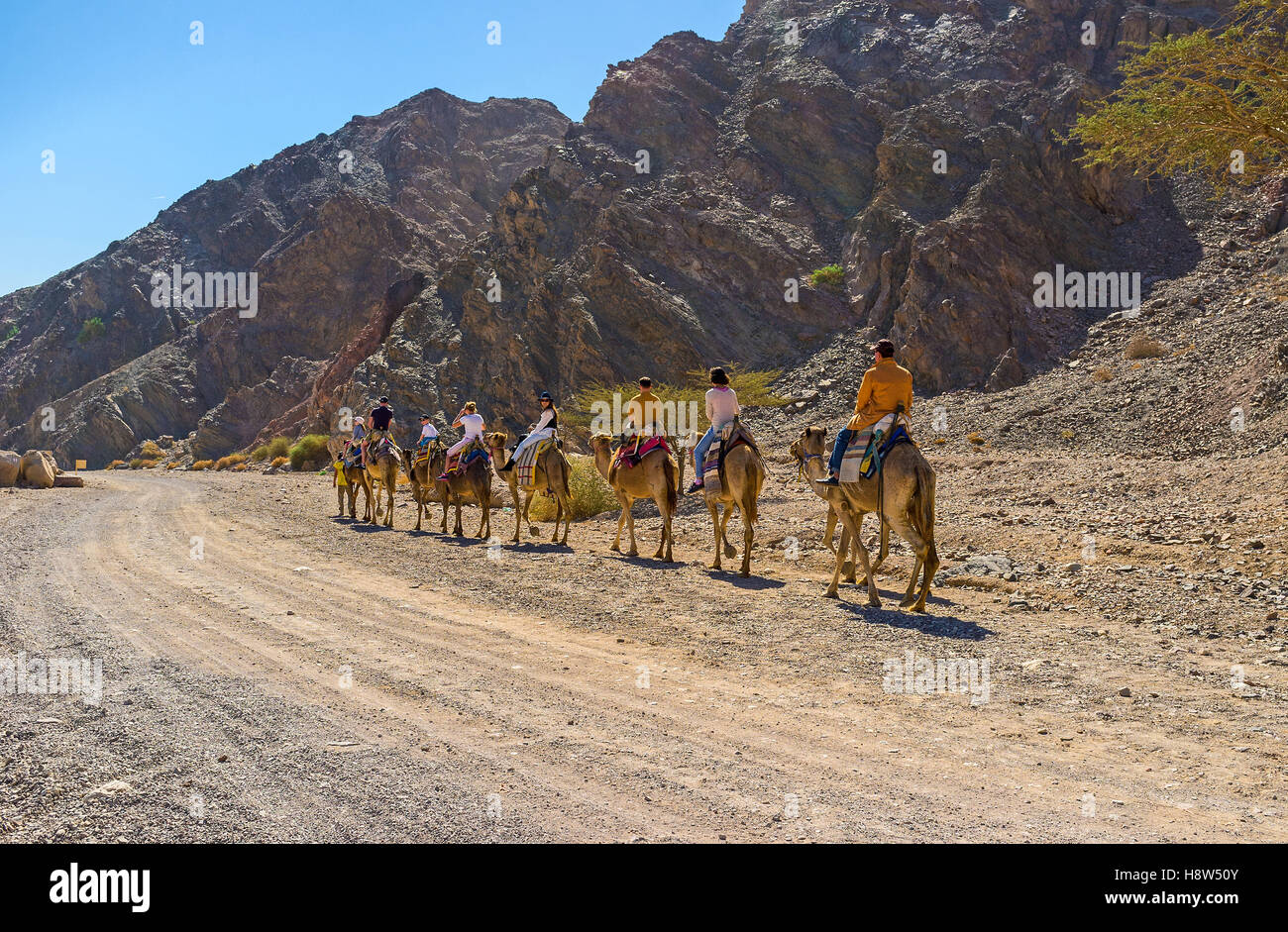 Camel riding israel hi-res stock photography and images - Alamy