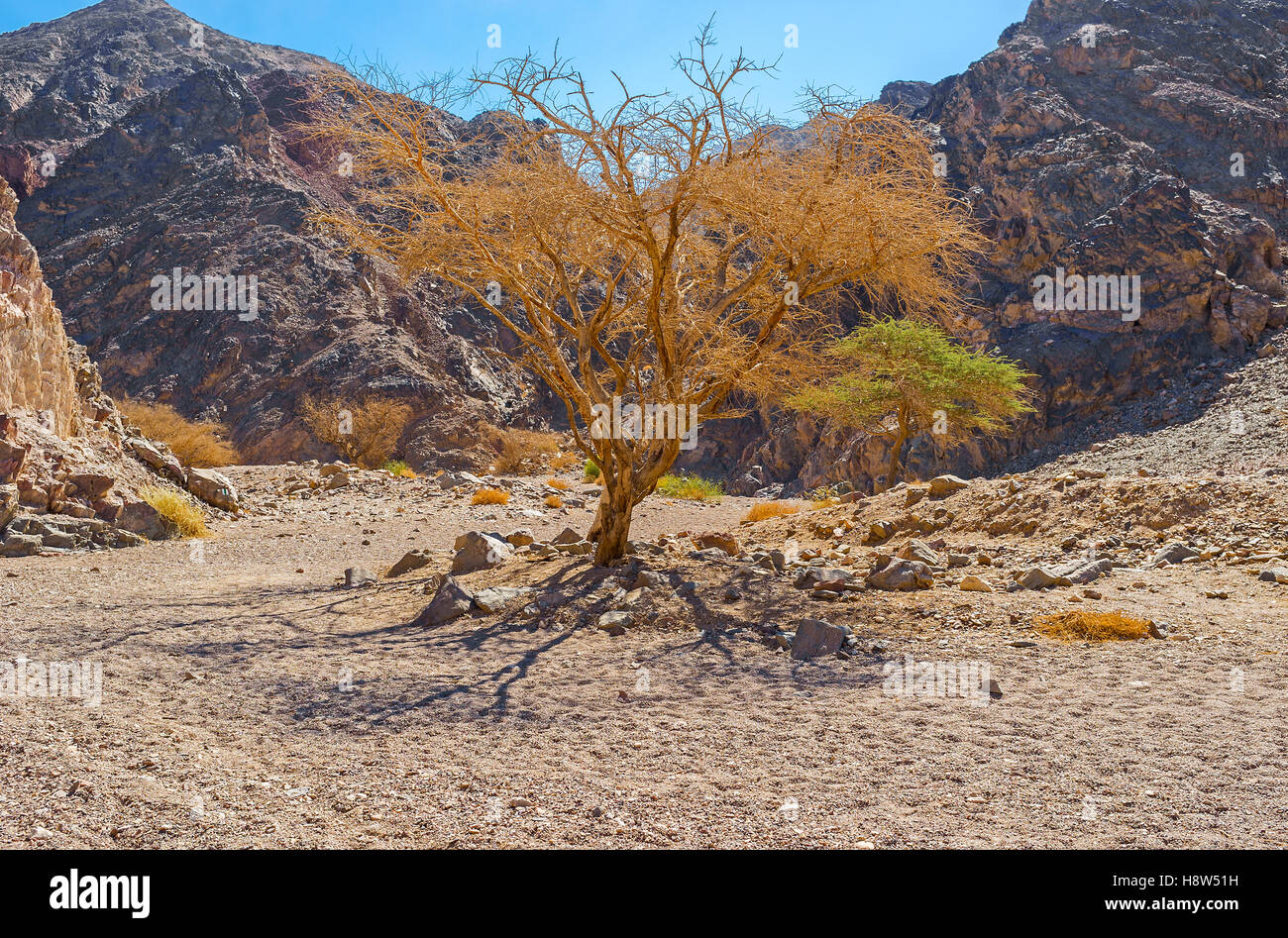 The scenic camel thorn trees - Acacia erioloba in valley of Eilat ...