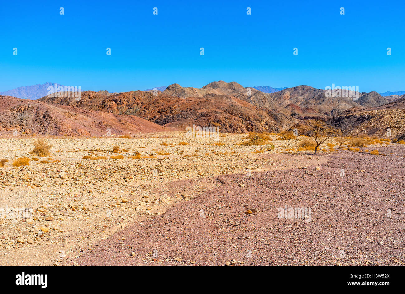 The walk along the dry riverbed in Negev desert, Eilat, Israel Stock ...