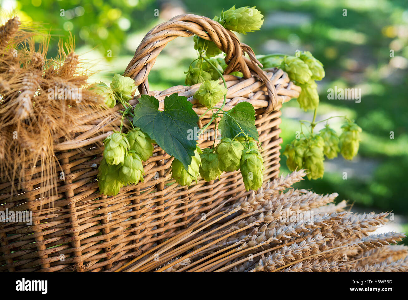 still life with hop cones and barley with wheat in thewicker basket ...