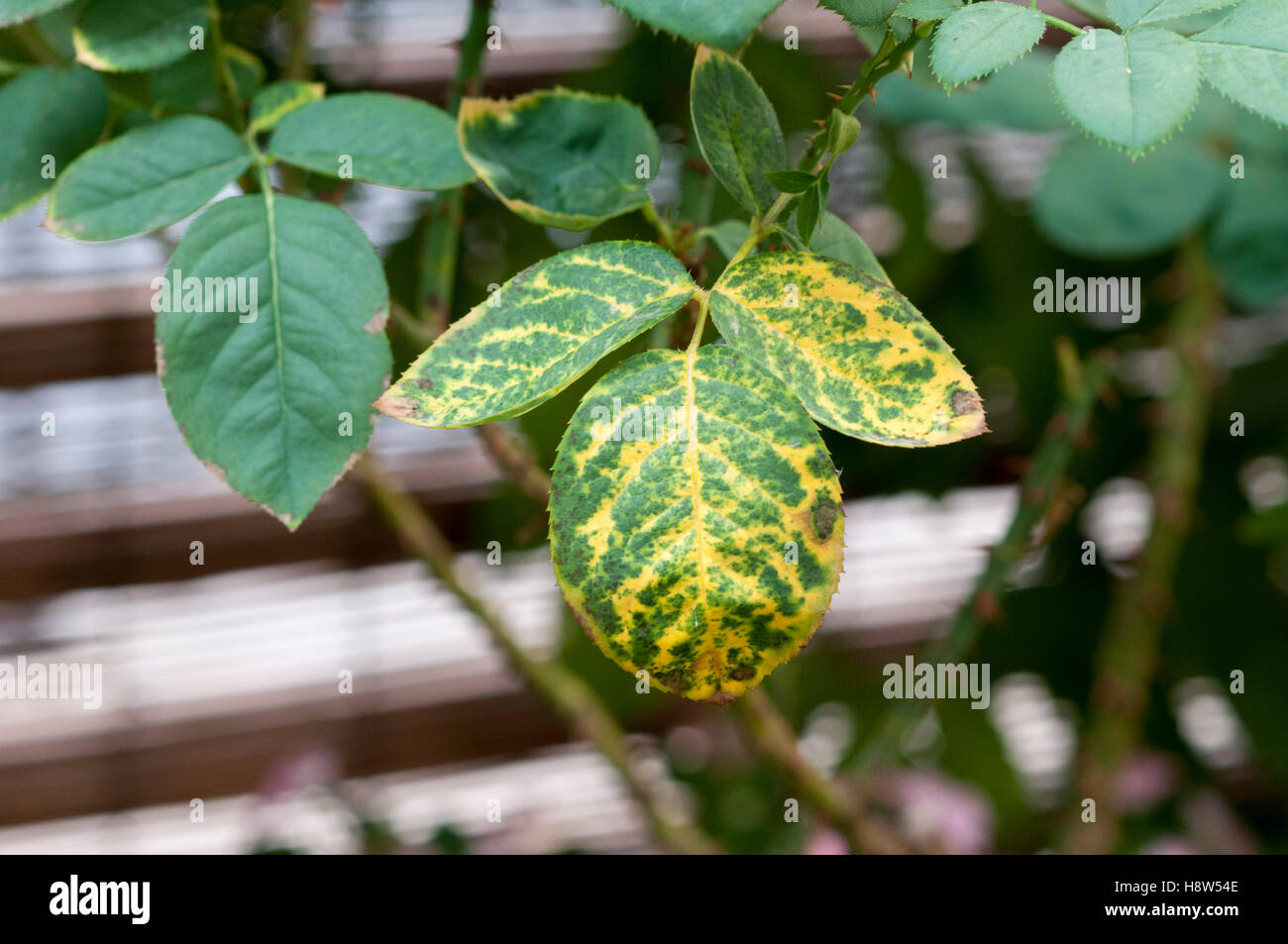 Rose leaf mosaic virus symptoms hi-res stock photography and images - Alamy