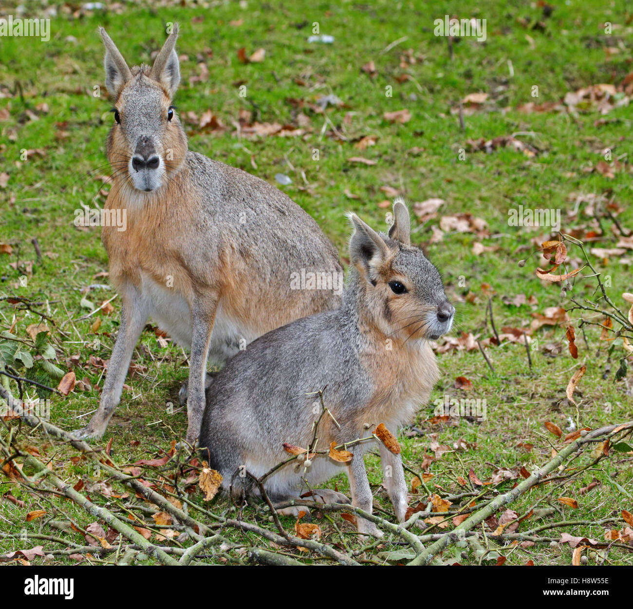 Maras animal hi-res stock photography and images - Alamy