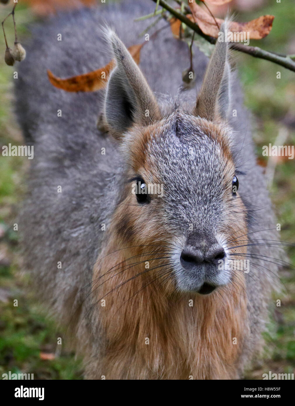 Mara (dolichotis patagonum) juvenile Stock Photo - Alamy