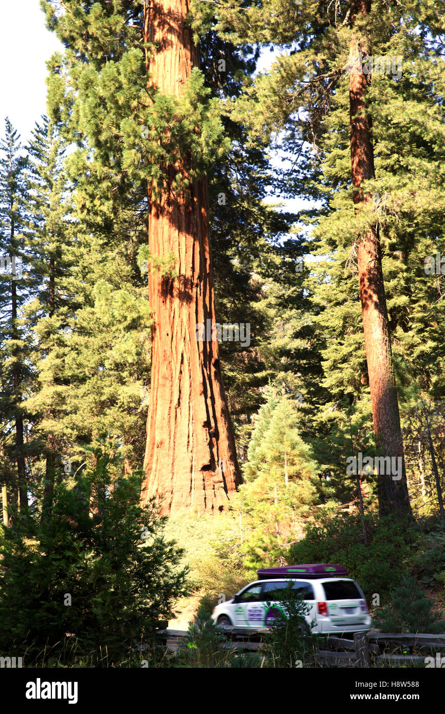 Giant Sequoia (Sequoiadendron giganteum) and spruce tree trunks ...