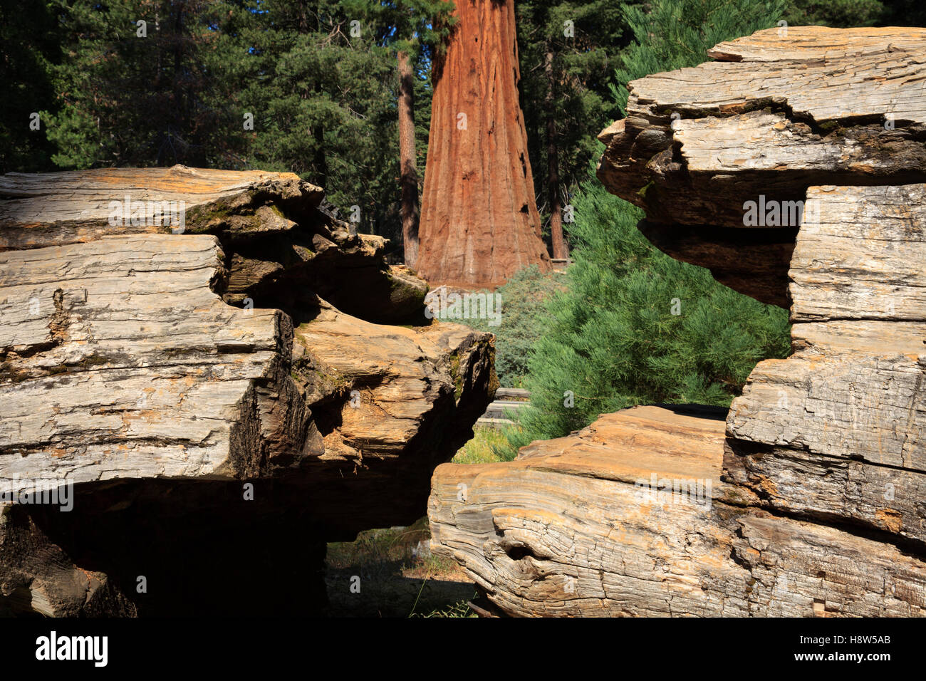 Giant Sequoia (Sequoiadendron giganteum) and spruce tree trunks ...