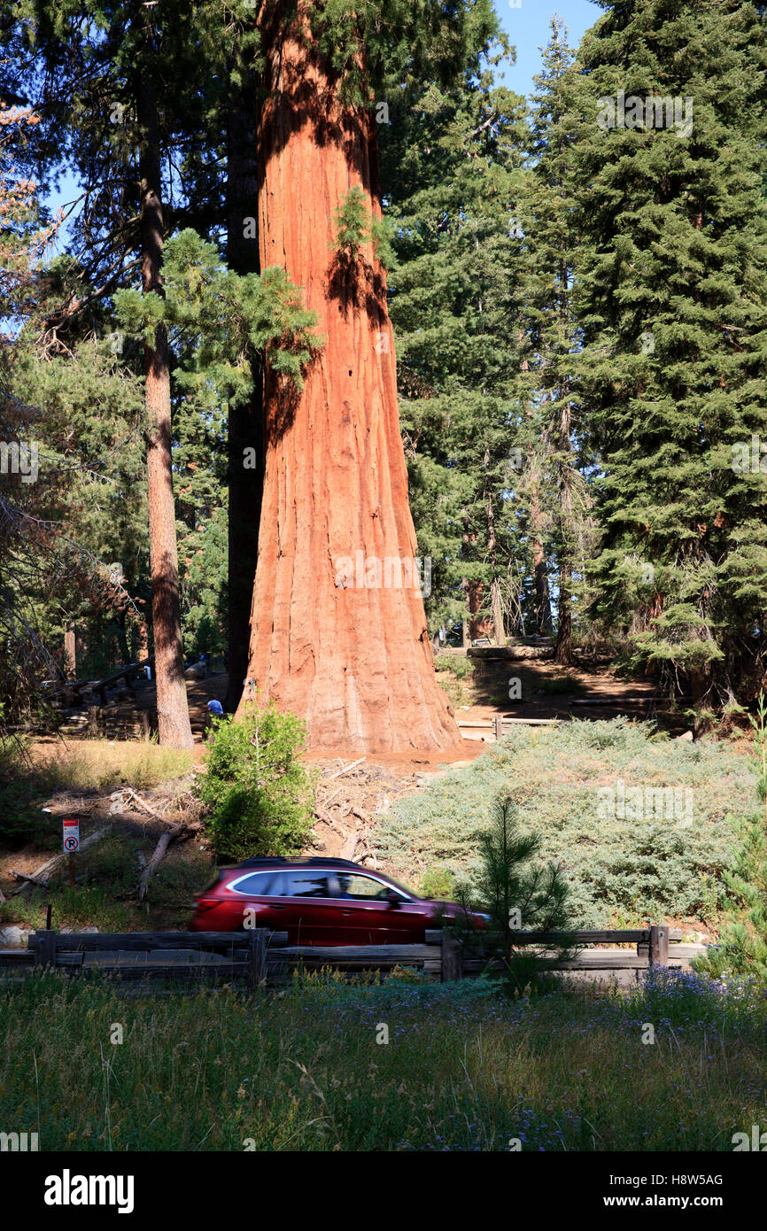 Giant Sequoia (Sequoiadendron giganteum) and spruce tree trunks ...