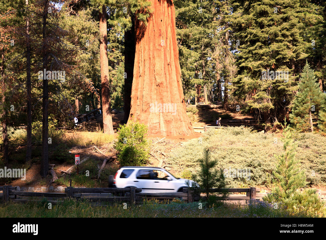 Giant Sequoia (Sequoiadendron giganteum) and spruce tree trunks, Sequoia National Park ...