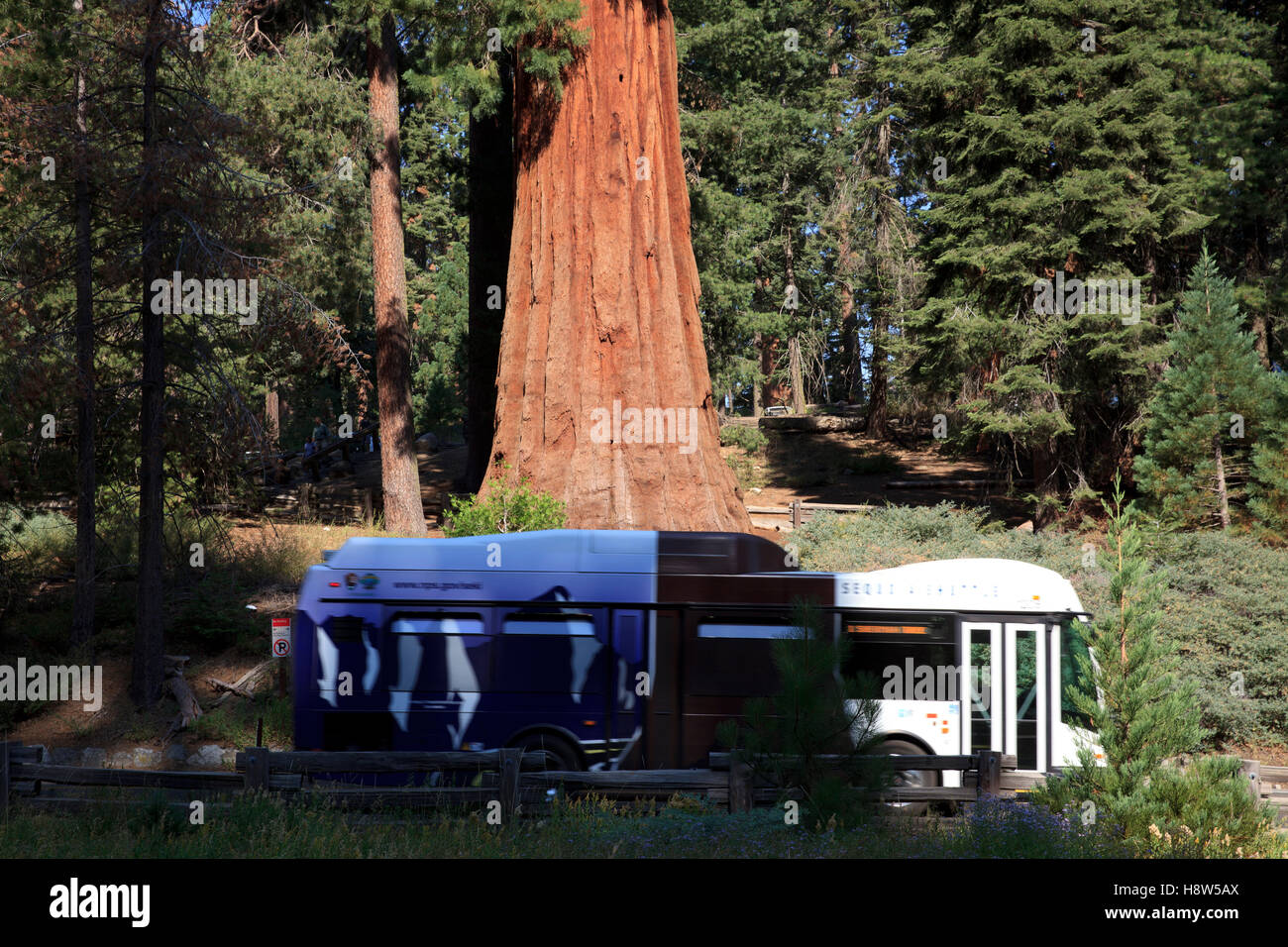 Giant Sequoia (Sequoiadendron giganteum) and spruce tree trunks ...