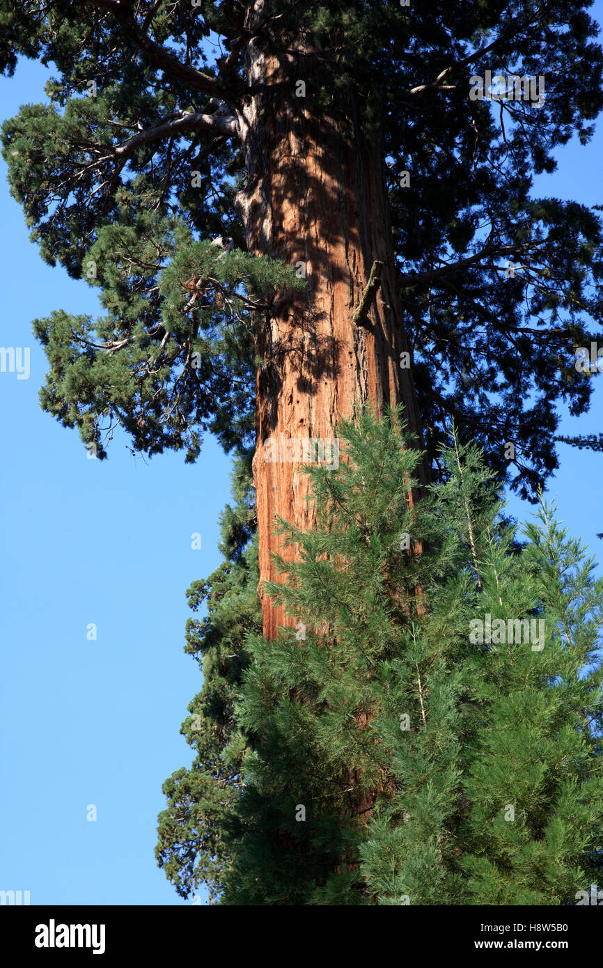 Giant Sequoia (Sequoiadendron giganteum) and spruce tree trunks ...