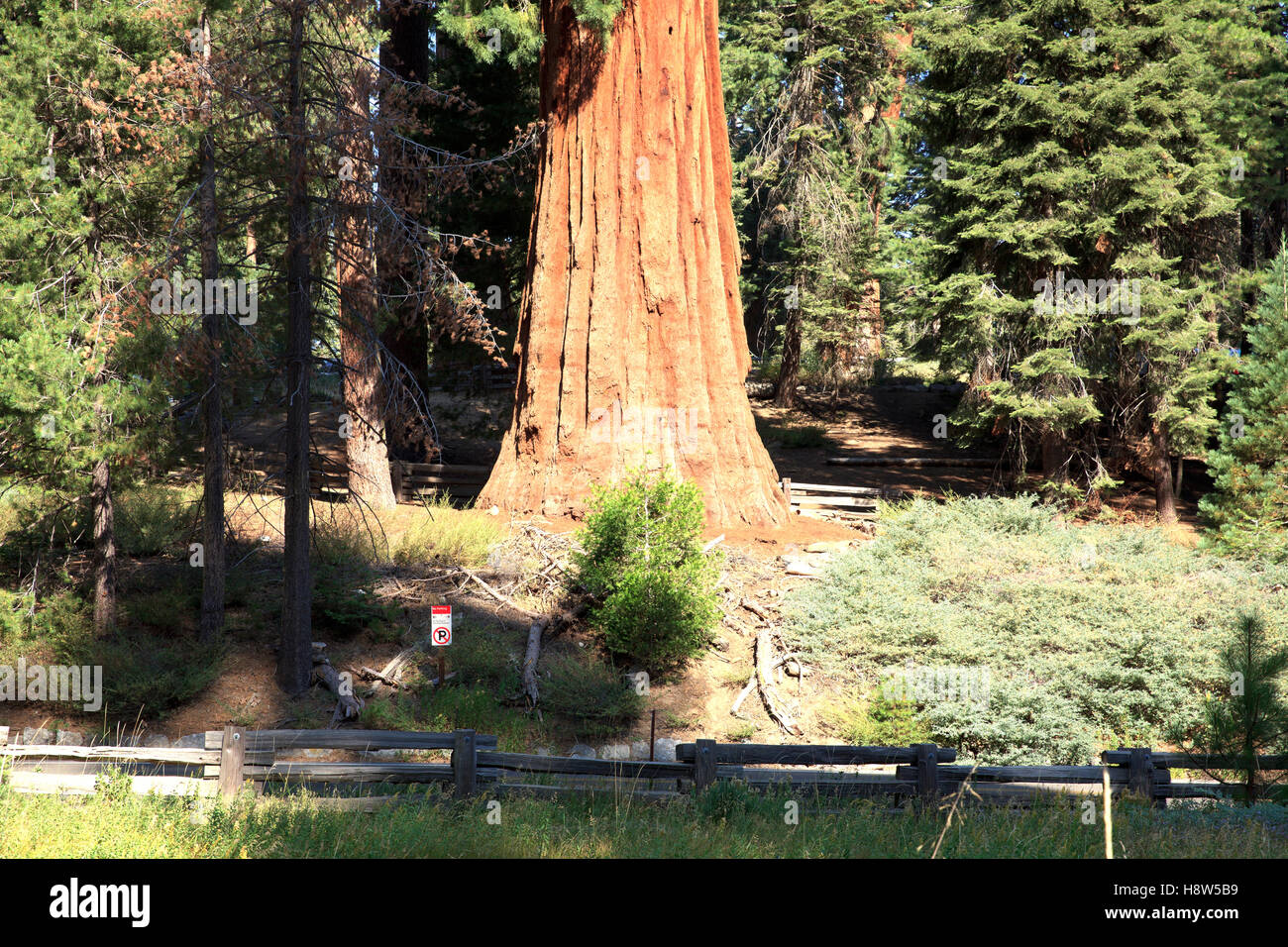 Giant Sequoia (Sequoiadendron giganteum) and spruce tree trunks ...