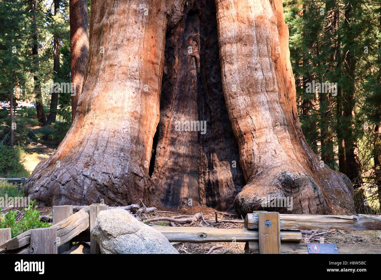 Giant Sequoia (Sequoiadendron giganteum) and spruce tree trunks ...