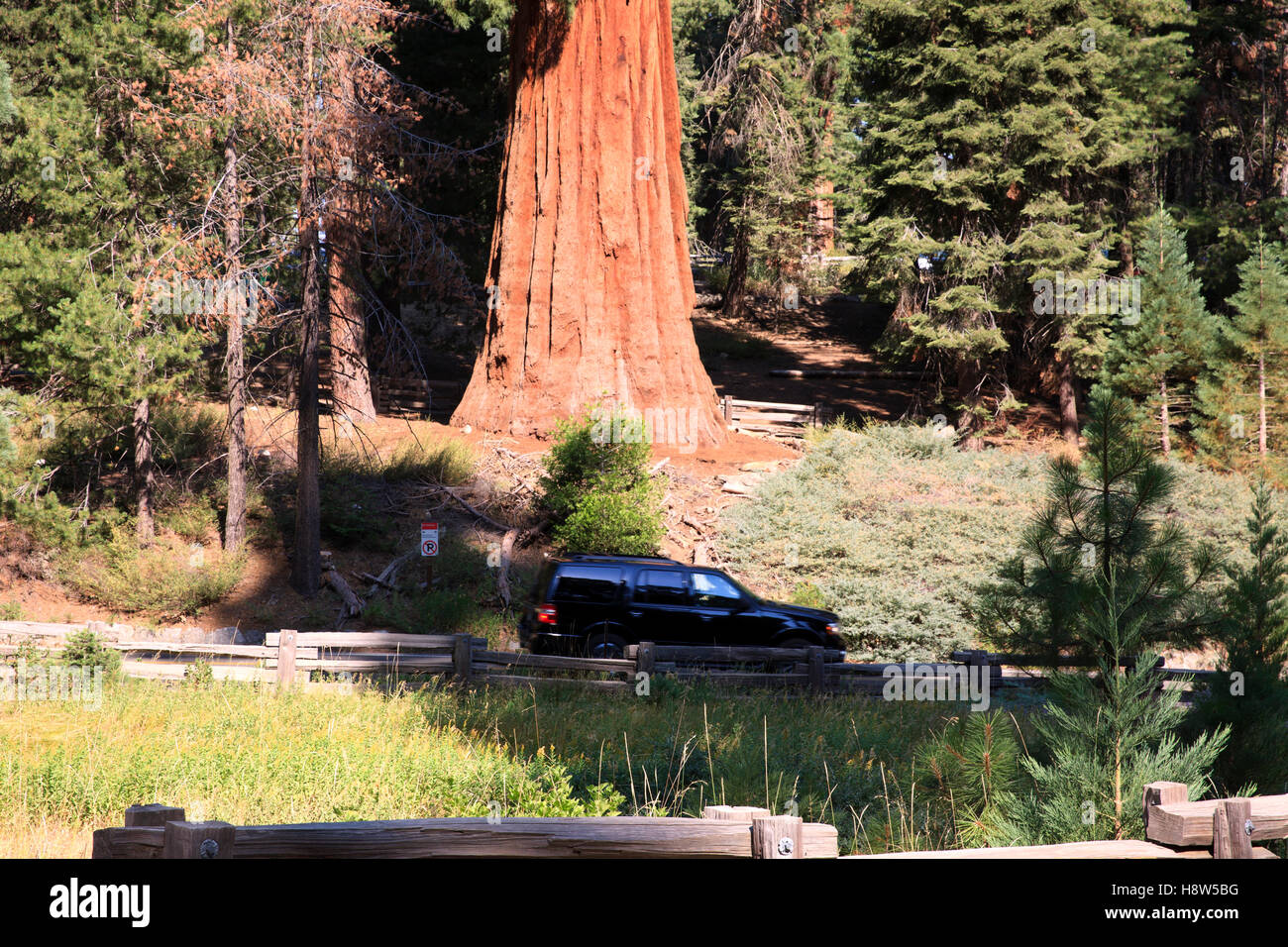 Giant Sequoia (Sequoiadendron giganteum) and spruce tree trunks ...