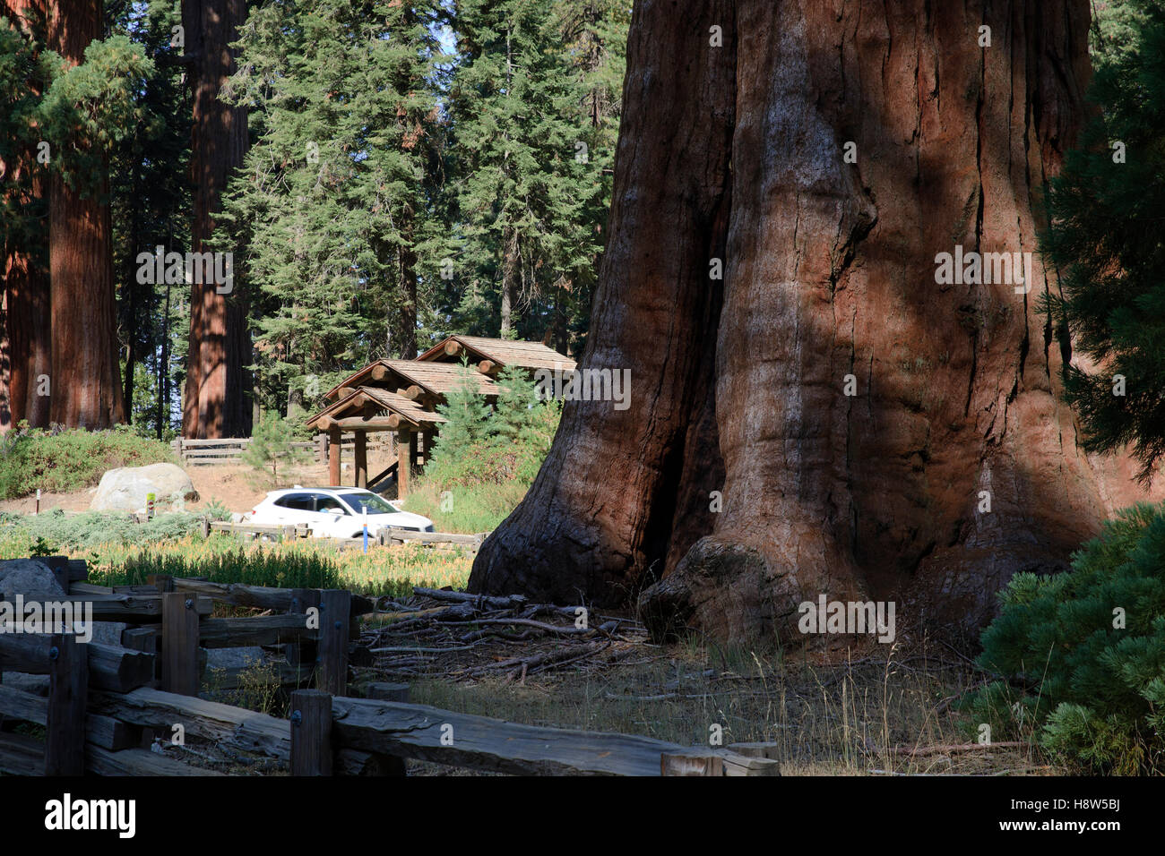 Giant Sequoia (Sequoiadendron giganteum) and spruce tree trunks ...