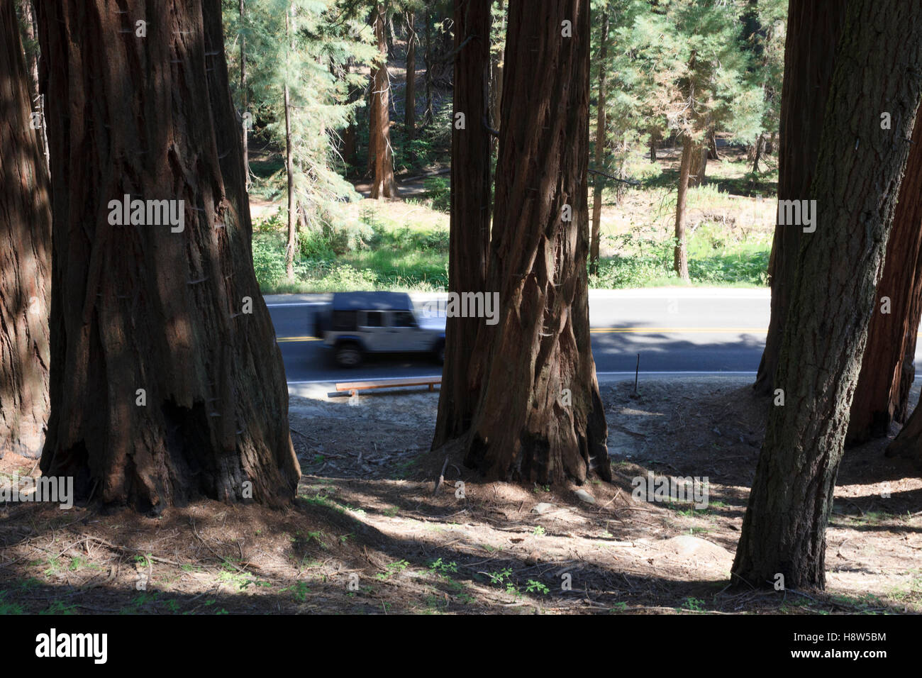 Giant Sequoia (Sequoiadendron giganteum) and spruce tree trunks, Sequoia National Park ...
